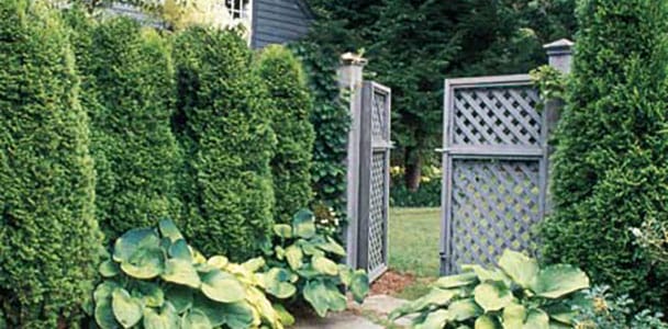 13 Evergreen Privacy Shrubs That Also Reduce Noise Pollution - This Old ...