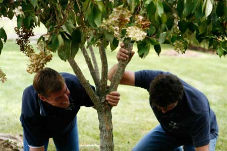 How to Plant a Small Tree - This Old House