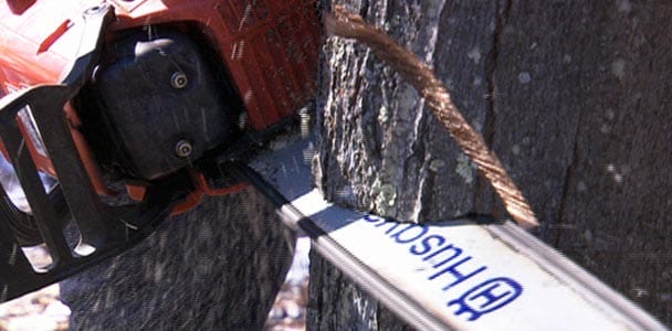 A Guide to Cutting Down a Tree Safely: Materials and Steps - This Old House