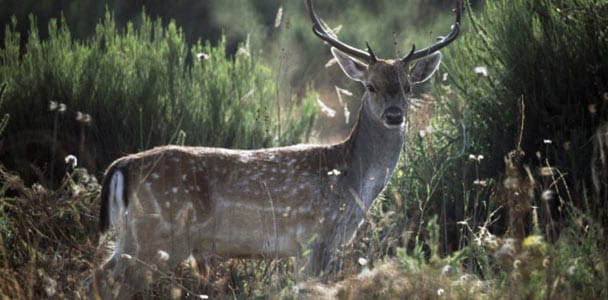 20 Ways to Keep Deer Out of Your Yard - This Old House