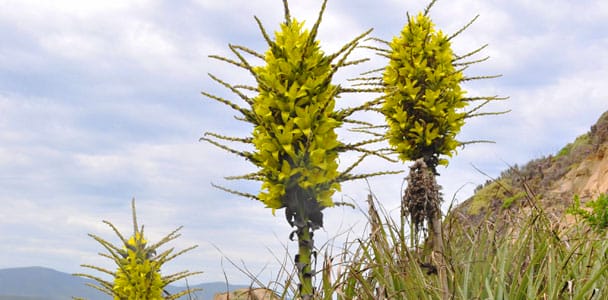 8 Exotic Plants That Take Up to a Decade—or More—to Bloom - This Old House