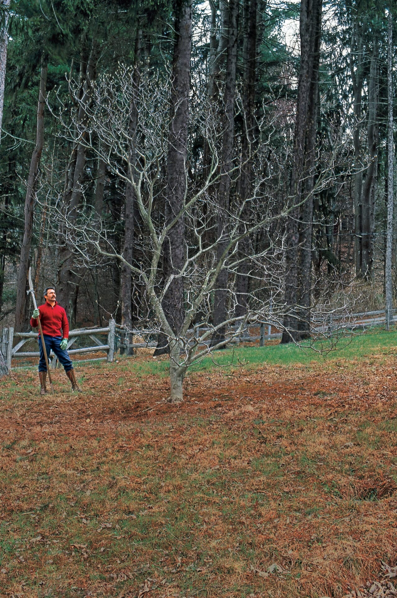How to Prune a Tree - This Old House