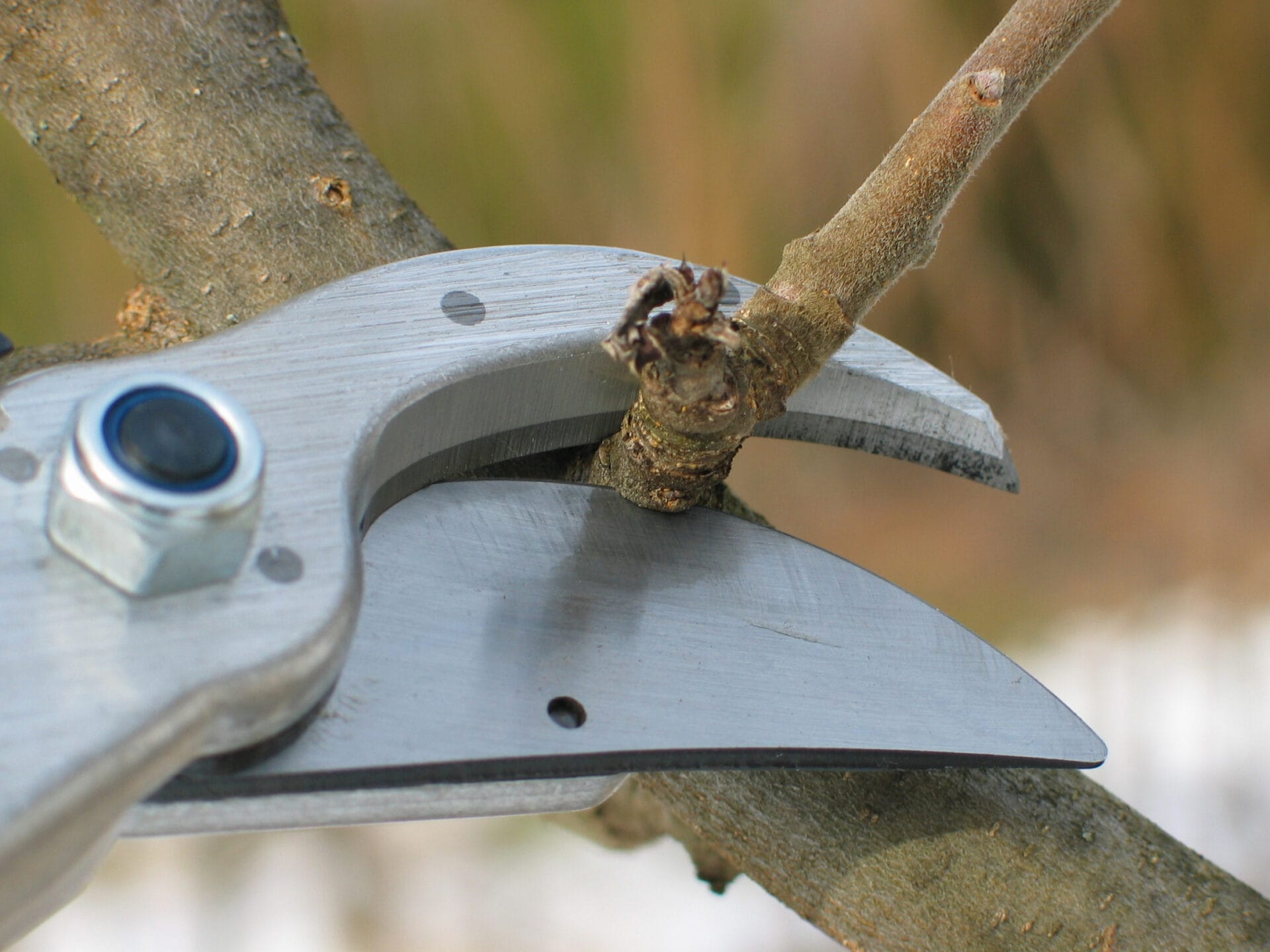 Everything You Need to Know to Maintain Fruit Trees - This Old House