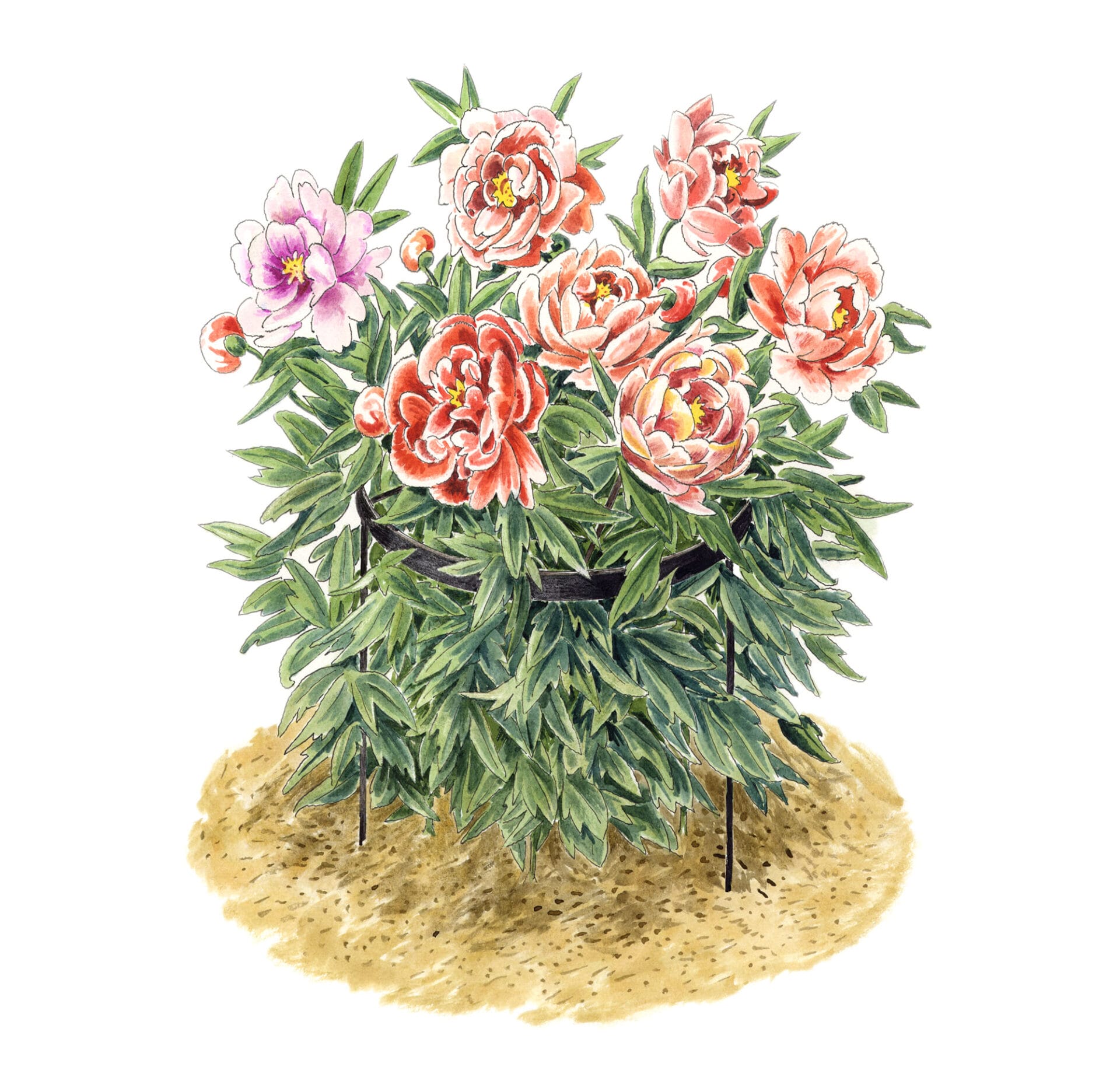 Stakes Worthy of Your Best Peonies - This Old House