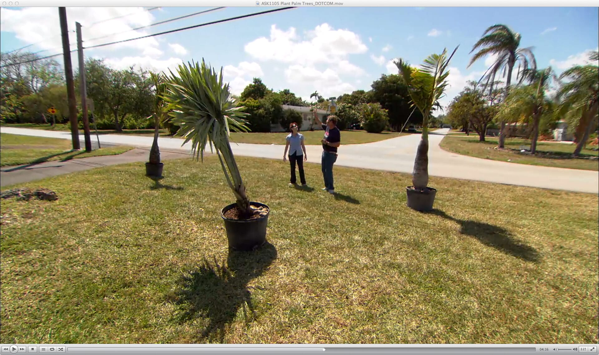 A Step by Step Guide to Planting Palm Trees for Your Yard - This Old House