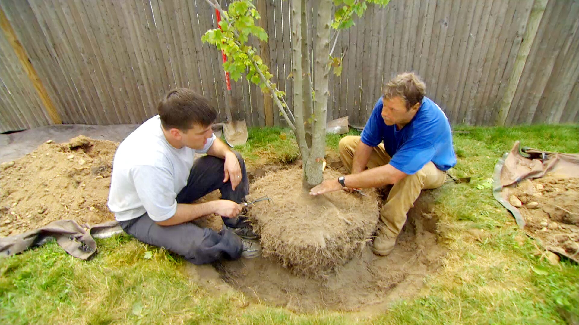 How To Plant a Large Shade Tree - This Old House