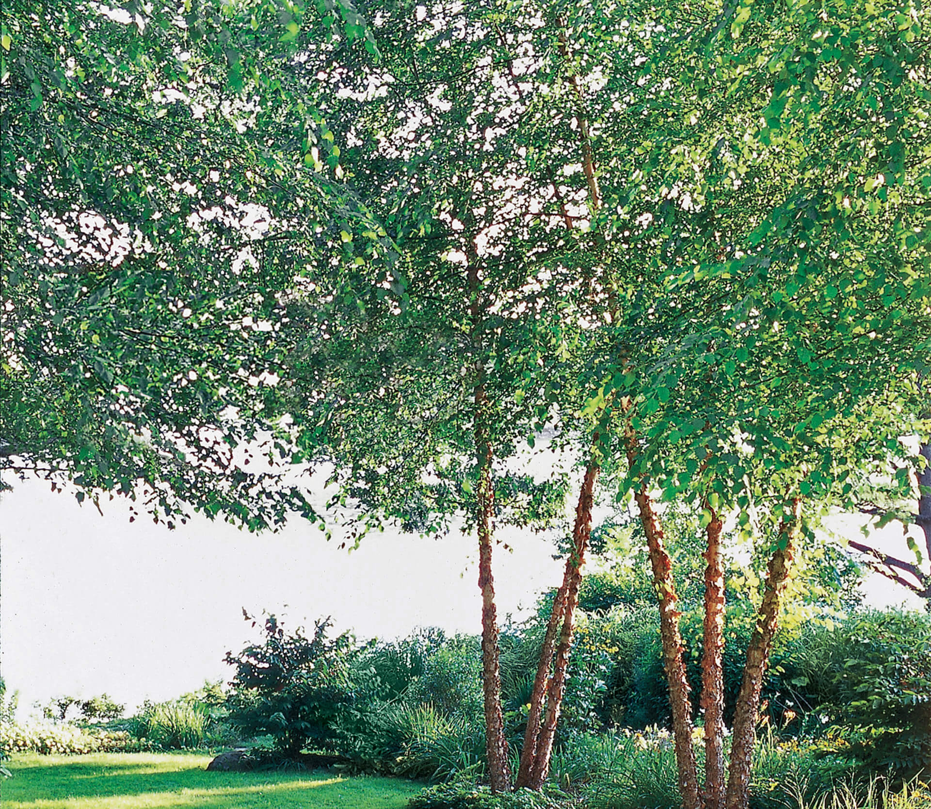 Best Fast-Growing Shade Trees - This Old House