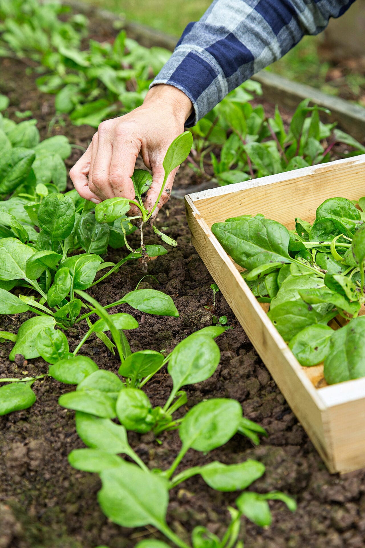 How to Grow Your Own Spring Greens - This Old House