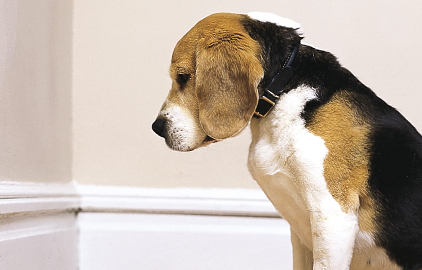 How To Detect and Deter Termites - This Old House