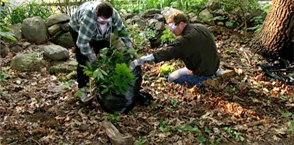 How to Clear Poison Ivy From Your Yard Safely & Effectively - This Old ...