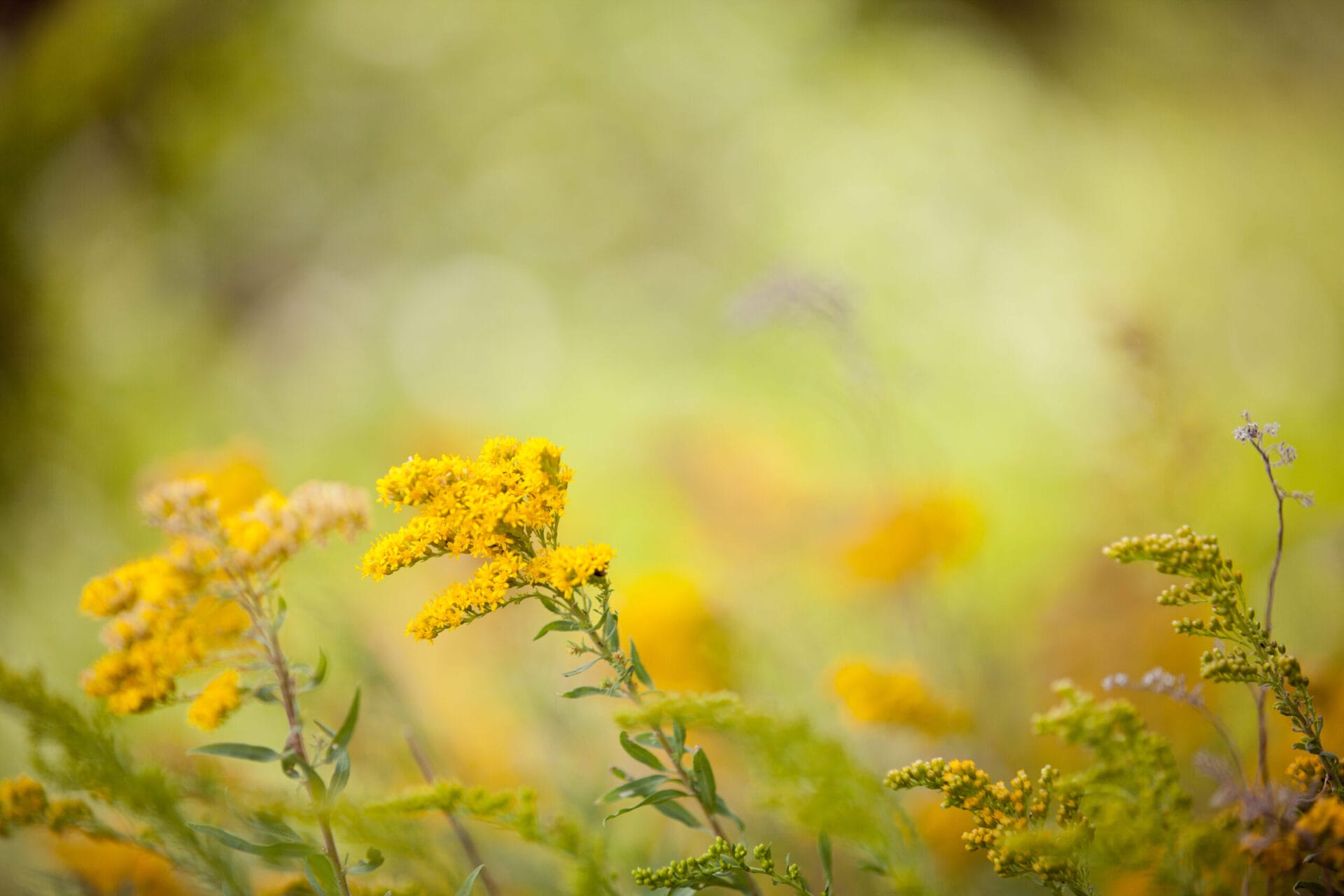 13 Ways to Allergy-Proof Your Home - This Old House