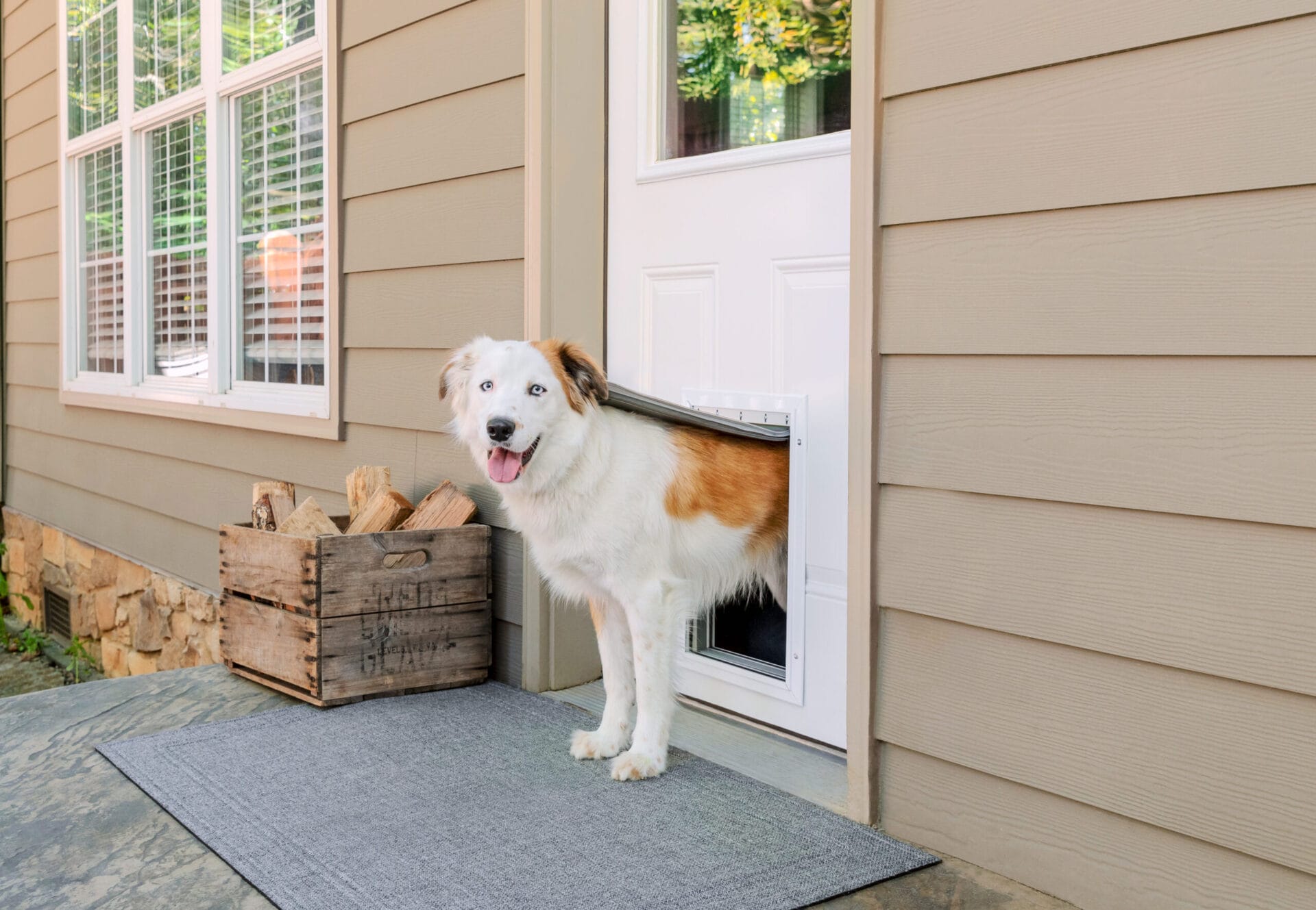 Dog Doors: Everything to Know About Choosing the Right One - This Old House