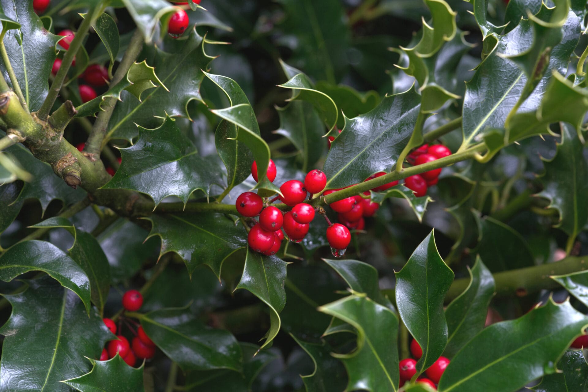 What to Know About Holly Bushes - This Old House