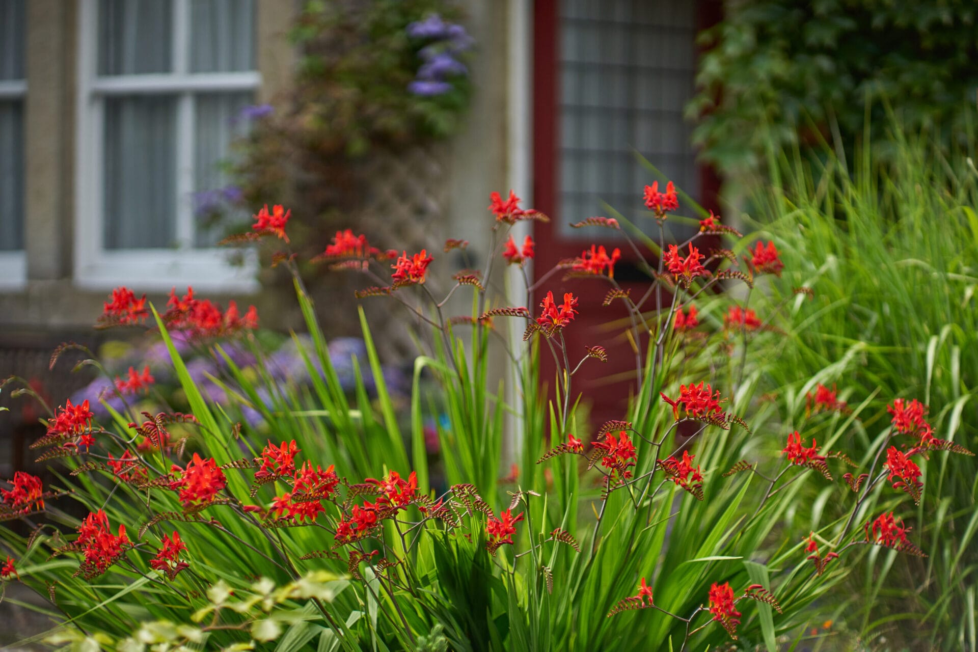 10 Best Summer Blooming Bulbs - This Old House